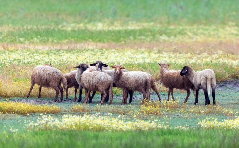 Csodálatos fotókon a legelésző cigája és racka bárányok