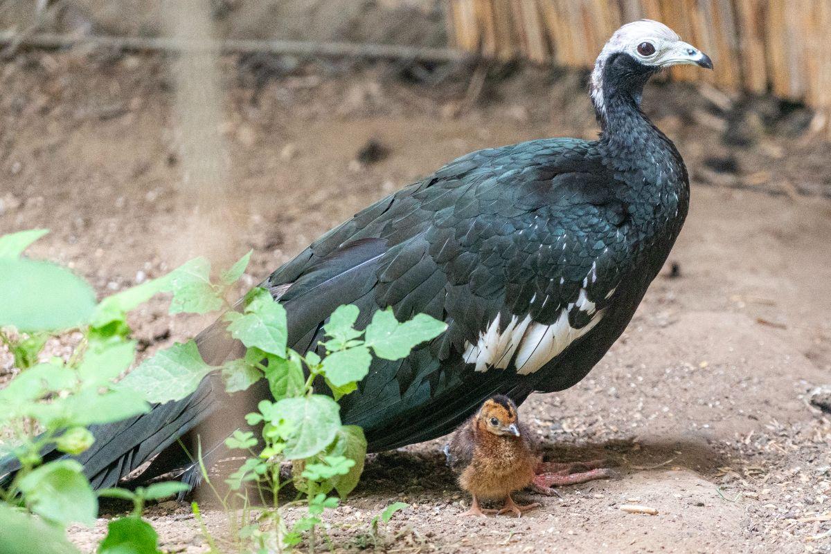 Különleges fiókák keltek ki Nyíregyházán - Magyar Állatvédelem