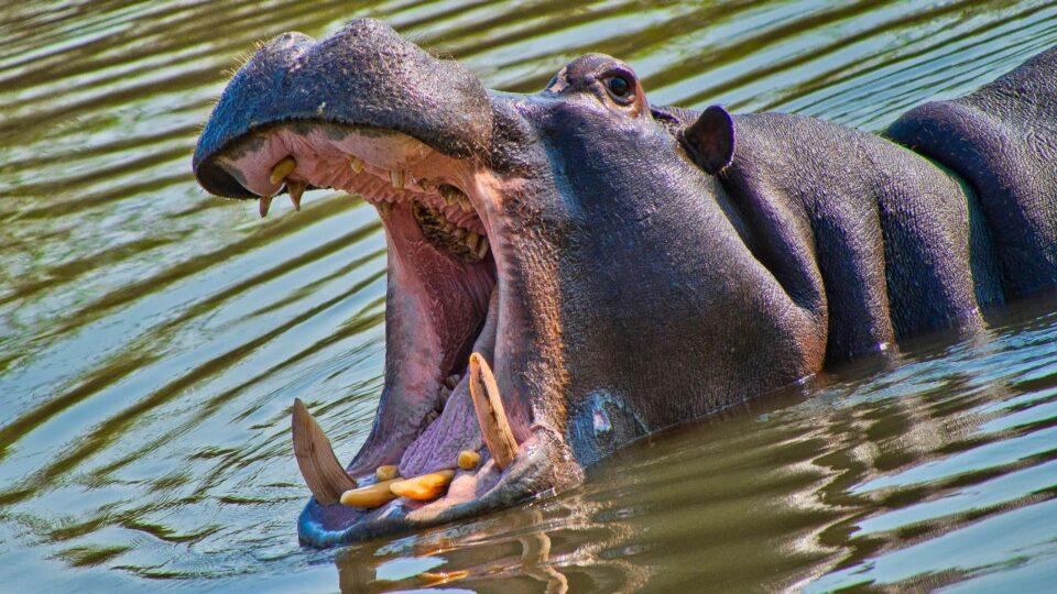 Víziló végzett egy indiai állatkerti dolgozóval - Magyar Állatvédelem