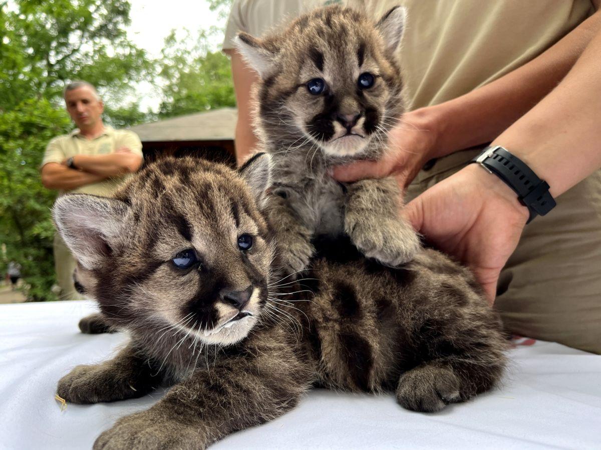 Puma hármasikrek születtek az egyik hazai állatparkban - Magyar ...