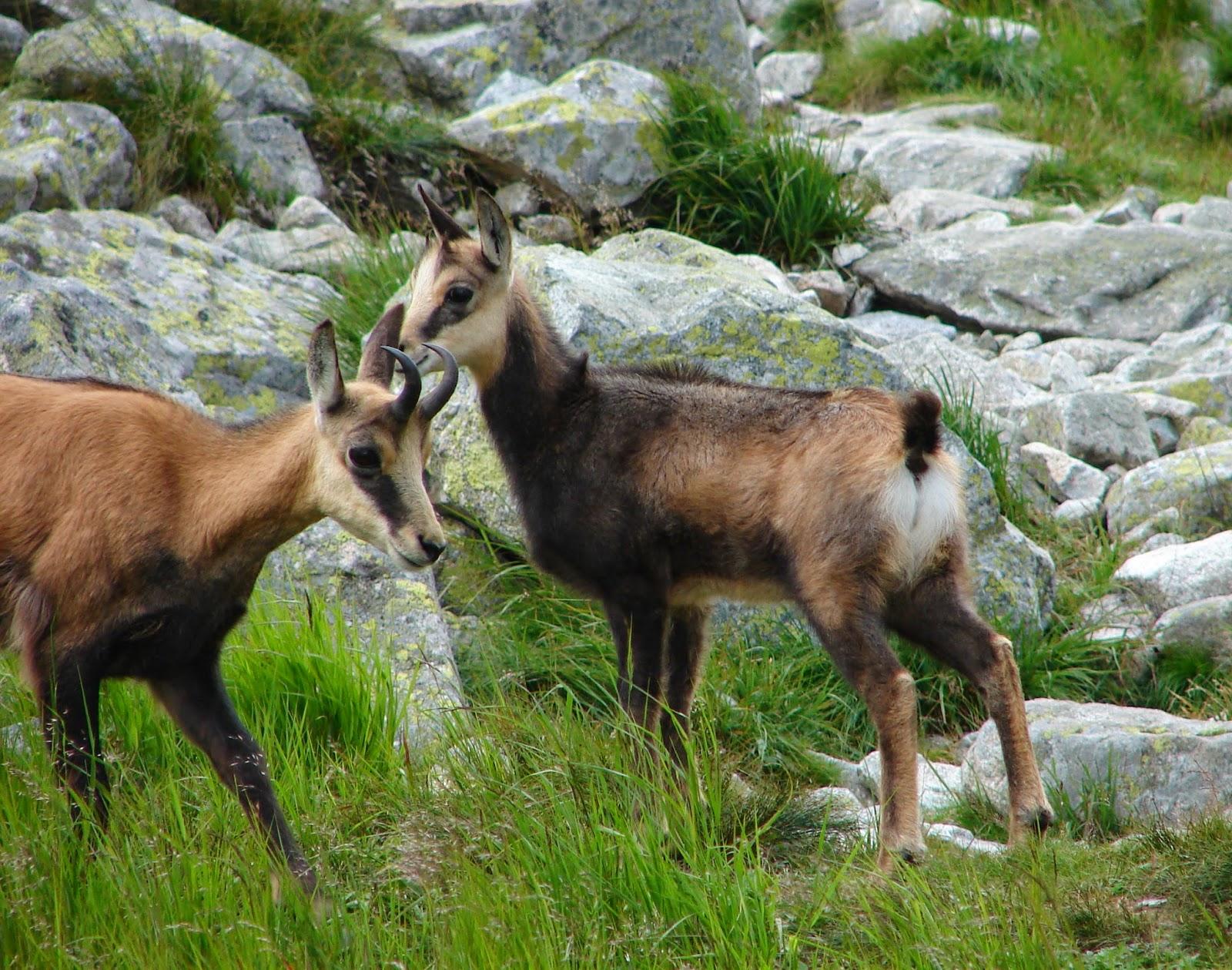 Kiderült, hány tündéri zerge telel idén a Tátrában - Magyar Állatvédelem