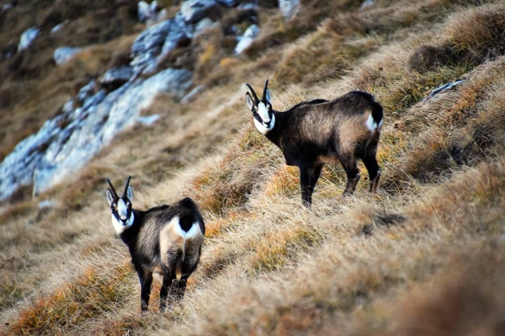 Kiderült, hány tündéri zerge telel idén a Tátrában - Magyar Állatvédelem
