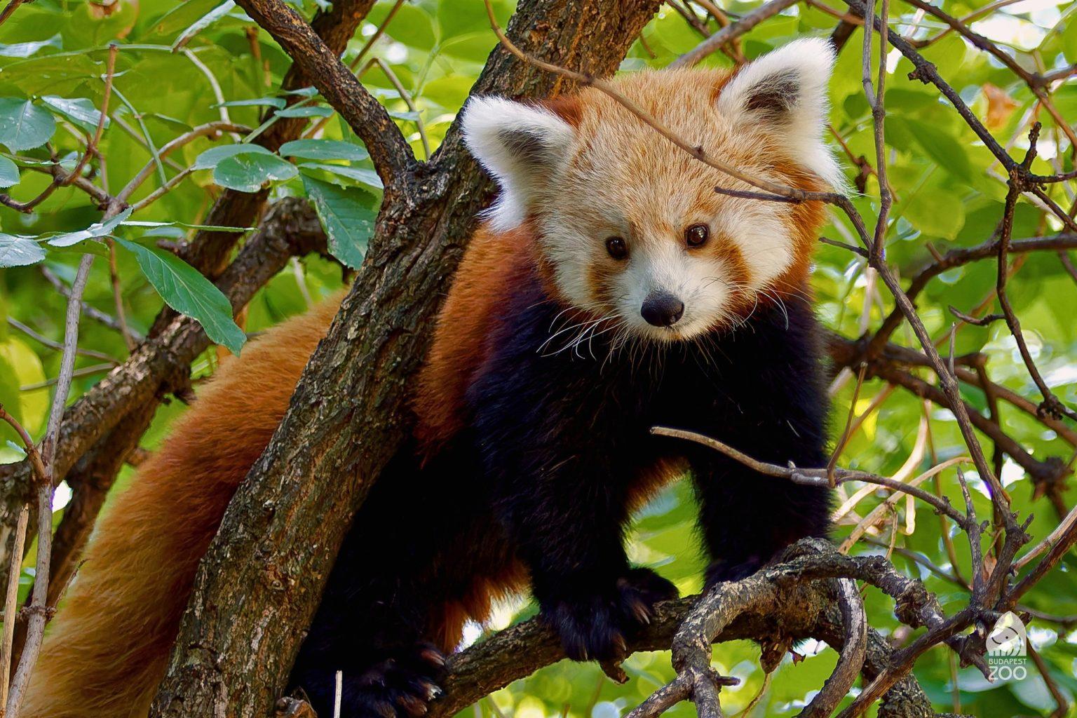 Bemutatkozott a látogatóknak a fővárosi állatkert új, tündéri vörös ...