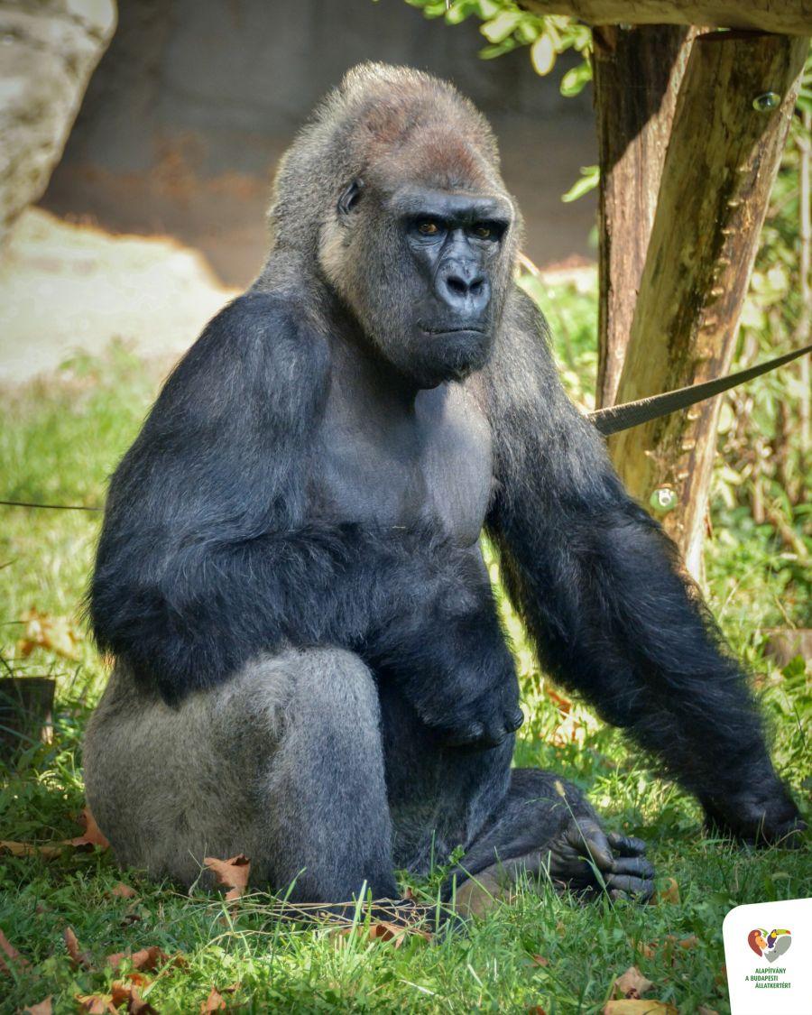 45 éves lett Golo, a Fővárosi Állat- és Növénykert ezüsthátú gorillája ...